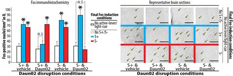 Figures And Data In Distinct Memory Engrams In The Infralimbic Cortex Of Rats Control Opposing
