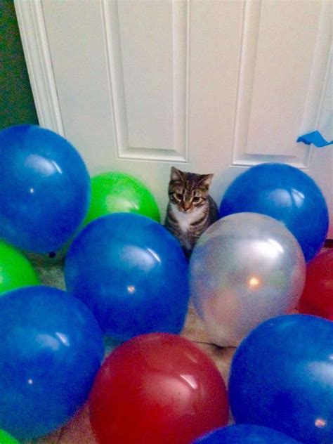 11 Cats Who Totally Understand Being Introverted The Dodo