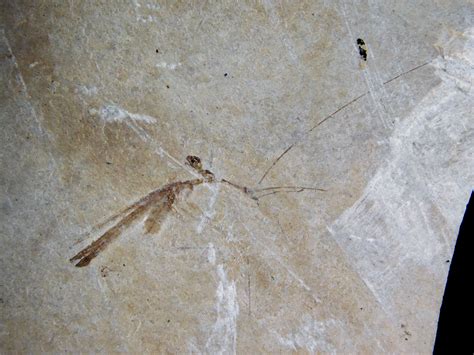 Phasmid Walking Stick The Natural Canvas