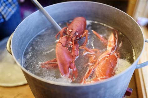 Do Lobsters Feel Pain?