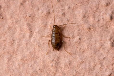 10 Bugs That Look Like Bed Bugs