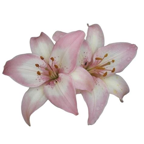 Sharluvie ૮˃̵֊ ˂̵ ა Flower Icons Flower Aesthetic Lily Flower