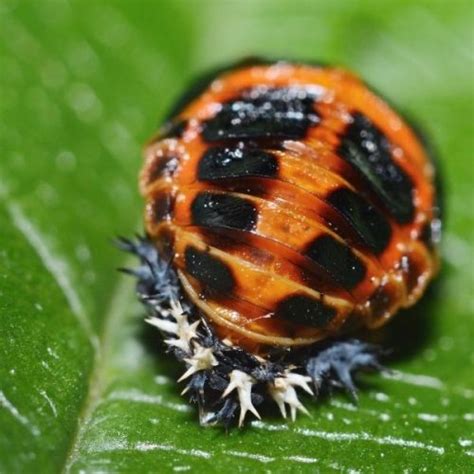 Free Life Cycle Of A Ladybug Craft