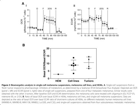 B Documents That The Mean OCR ECAR Ratio Of Melanoma Cells Derived From Download Scientific