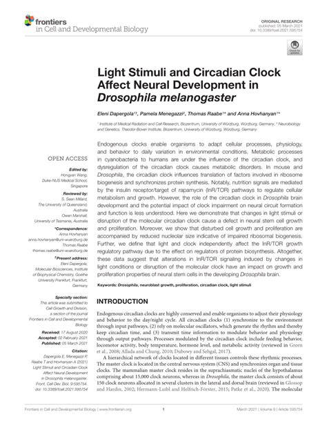 Pdf Light Stimuli And Circadian Clock Affect Neural Development In