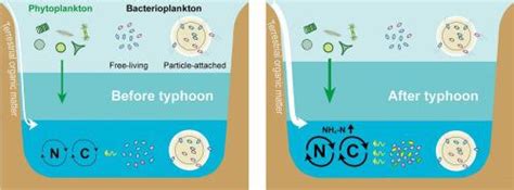亚热带水库底部自由生活细菌对台风事件的持续响应 Science Of The Total Environment X Mol