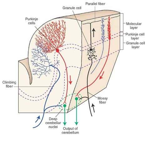 Diagrammatic Representation Of A Folium Of The Cerebellar Cortex Illustrating The Different