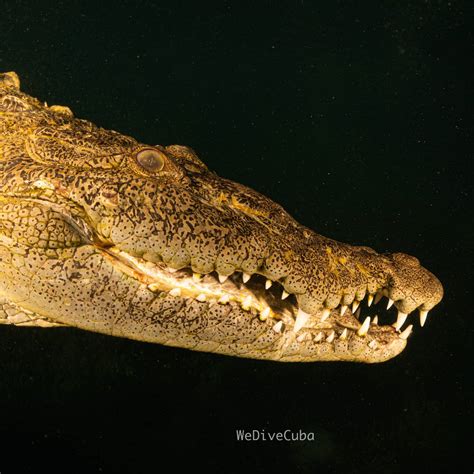 We Dive Cuba The Cuban Crocodile Crocodylus Rhombifer