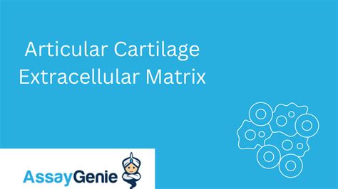Articular Cartilage Extracellular Matrix Assay Genie