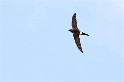 Fork Tailed Swift Apus Pacificus Hawaii Bird Guide