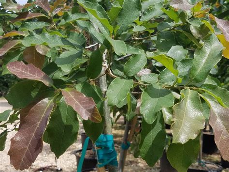 Monterrey Oak Quercus Polymorpha Lawns Tree Farm Llc