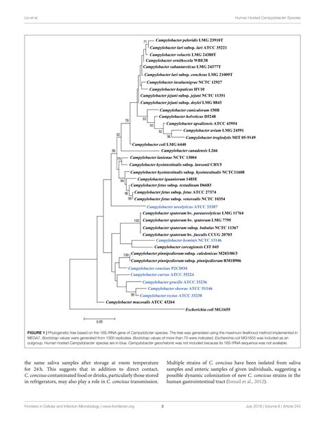 Solution The Clinical Importance Of Campylobacter Concisus And Other