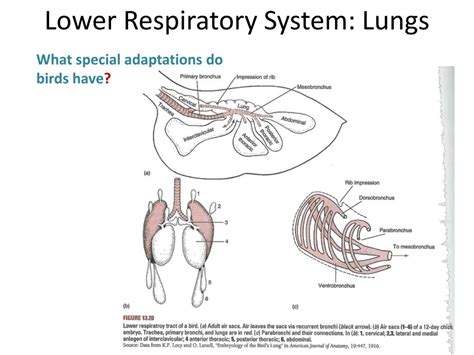 Ppt What Are The Functions Of The Respiratoy System Powerpoint