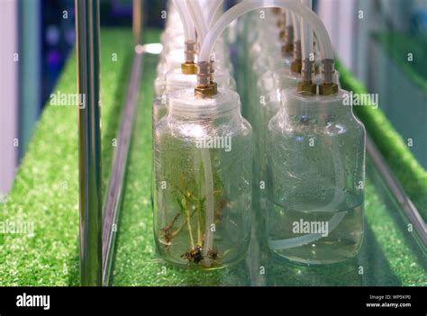 The Experiment Of Planting Rice In The Lab Stock Photo Alamy