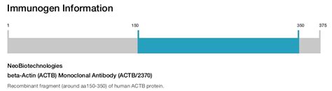 Beta Actin Actb Monoclonal Antibody Actb2370 60 Msm4 P0