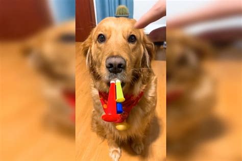 狗子吹喇叭，一脸惊讶！