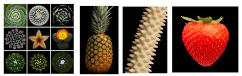 Phyllotaxis Phyllotaxis