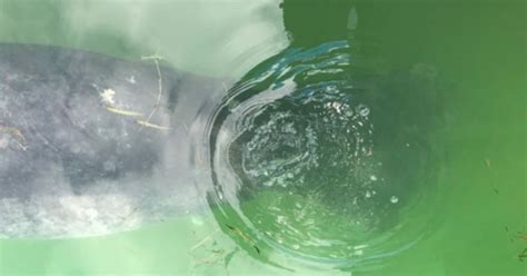 Navigating The Manatee Migration Columns