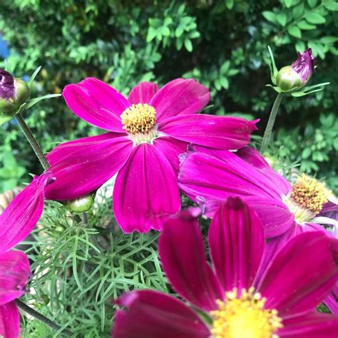 Cosmea | Cosmea, Garten pflanzen, Garten