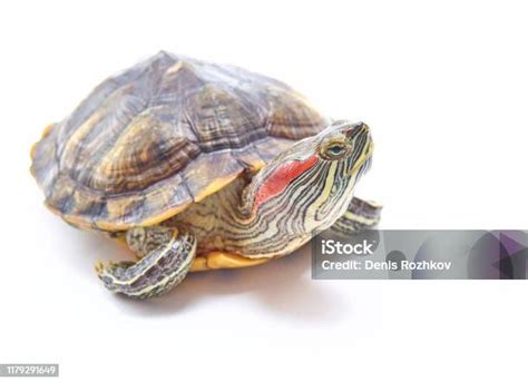 붉은 귀 거북이 흰색 고립 된 배경에 Trachemys 스크립타 노란 배가 있는 물거북 닫아 갈고리 발톱에 대한 스톡 사진 및 기타 이미지 Istock