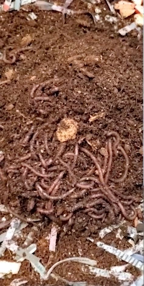 Small Scale Vermicomposting You Can Do Anywhere Guest Rob Herring