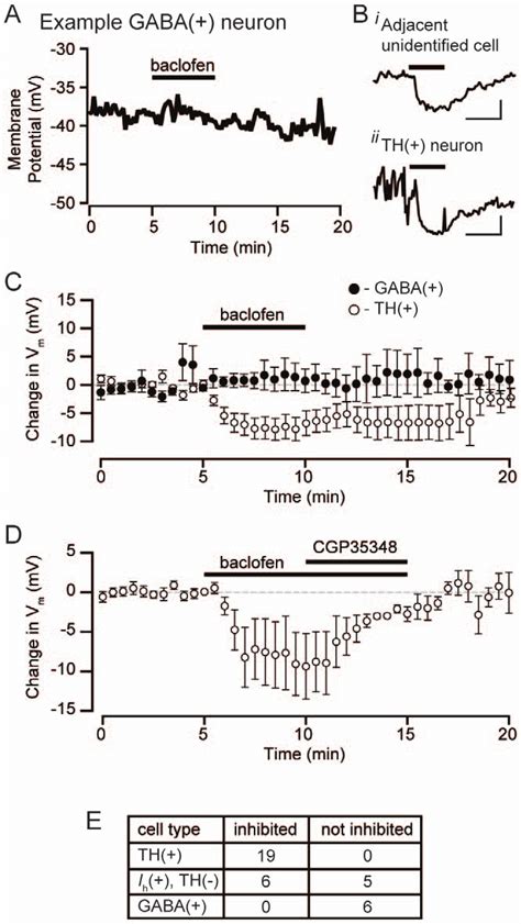 Gaba B Receptor Activation Inhibits Vta Dopamine Neurons But Not Vta Download Scientific