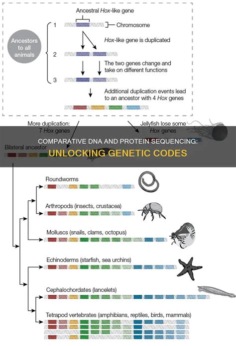Comparative Dna And Protein Sequencing Unlocking Genetic Codes Medshun