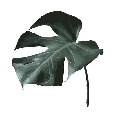 Premium Vector Leaf Plant Vector