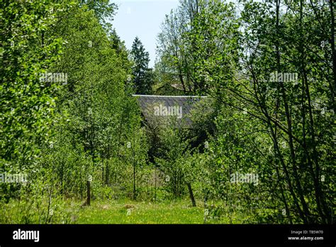 Foliage Leaf Grass Texture In Green Sunny Summer Time Nature