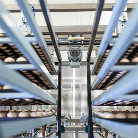 Viscon Hatchery Automation Poultry By Viscon België Issuu