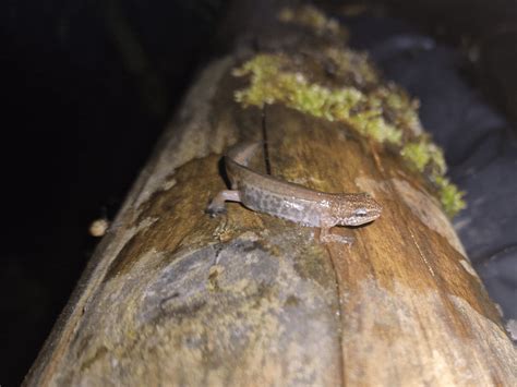 Lil Fella Rnewts Lil Fella Rnewts