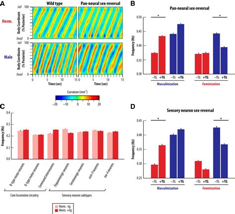 Distributed Effects Of Biological Sex Define Sex Typical Motor Behavior In Caenorhabditis