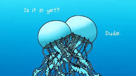 How Do Jellyfish Have Sex Science Me
