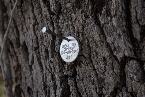 Tree Survey Services Urban Tree Company