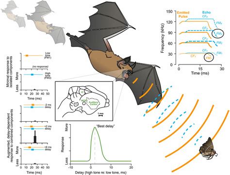 Encoding Of Ecologically Important Complex Sounds Download Scientific Diagram