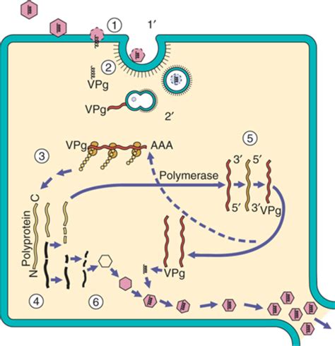 Microbiology Lecture 41 And 42 Positive Stranded Rna Viruses