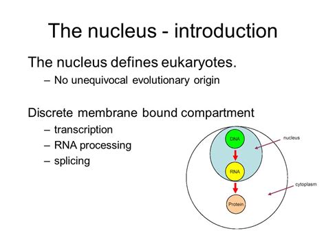 Yaniv Loewenstein Computational Biology Seminar Huji November 2006 Nuclear Organization Ppt