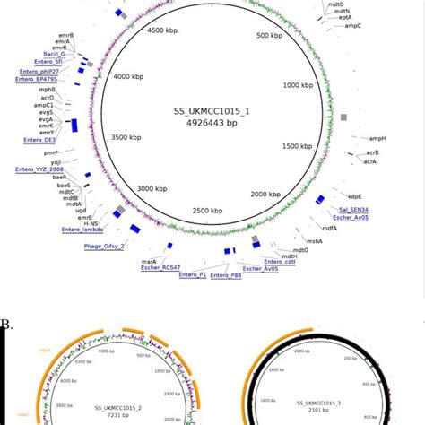 Phylogeny Of Complete Shigella Genomes With An E Coli Download