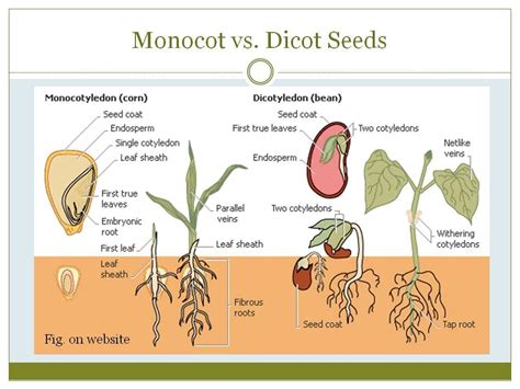 Monocot Seed Diagram 12 16 Development Seeds And Fruit