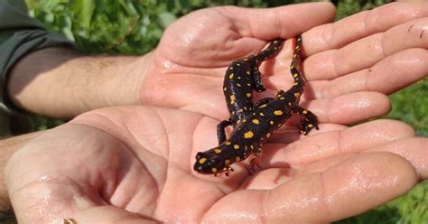 مقام سازمان حفاظت محیط زیست خرید و فروش لاک‌پشت، مار و سمندر جرم است