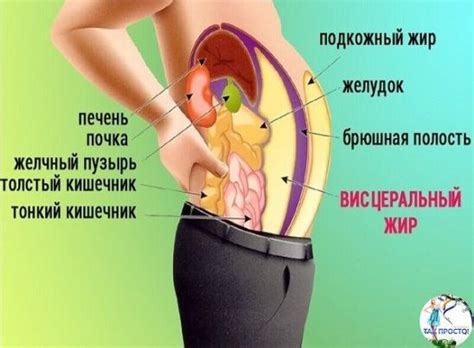 Как убрать висцеральный жир 1. С помощью упражнений Одним из самых ...