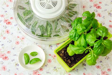 How To Dry Homegrown Basil Gardener S Path