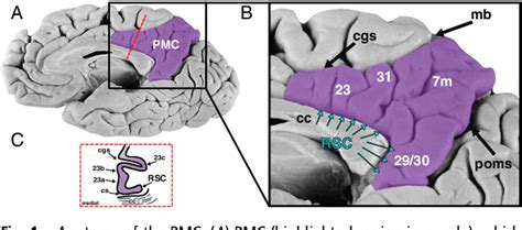 Figure 1 From Neural Populations In Human Posteromedial Cortex Display