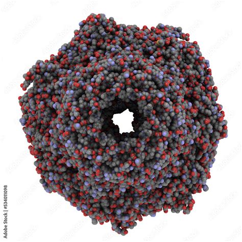 Proteasome From Yeast Chemical Structure The Proteasome Is A Huge