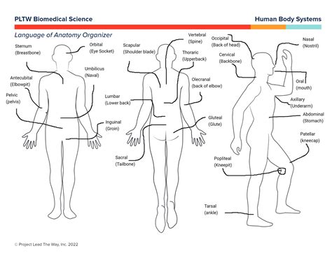 Hbs Language Of Anatomy Organizer Pltw Biomedical Science Human Body