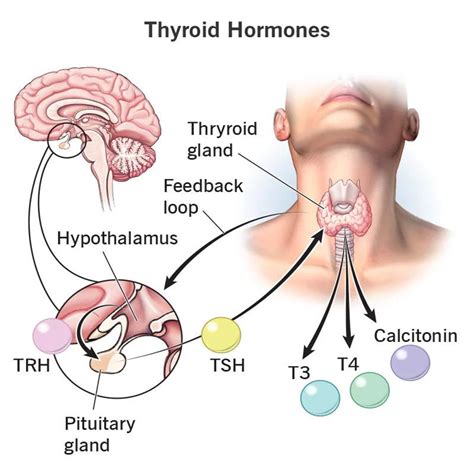 News What Is Thyroid Funtion