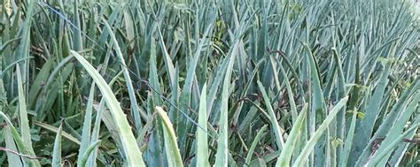 女生宿舍适合养什么花 行业新闻 中国花木网