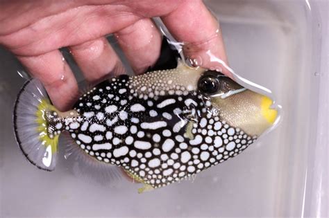 Prettiest Clown Trigger Ive Seen Rreef