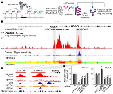 Systematic Mapping Of Functional Enhancer Promoter Connections With Crispr Interference