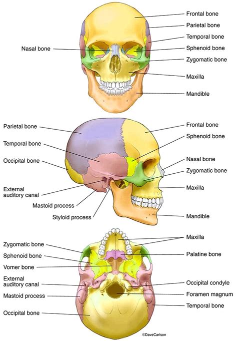 Human Skull Bones Anatomy System Human Body Anatomy Diagram And Chart Images